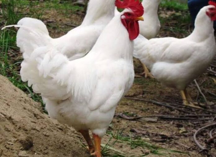 Desvendado o mistério: veja como é um Chester vivo - Portal C1