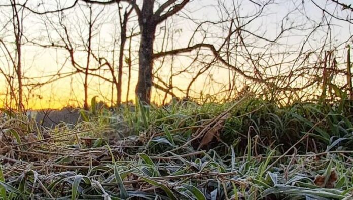 Você sabe o que é a geada negra? Fenômeno raro ameaça lavouras após ...